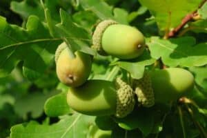 Foraging for Wild Nuts Guide - Nature Roamer