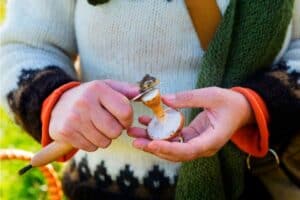 Beginner's Guide to Foraging - Nature Roamer