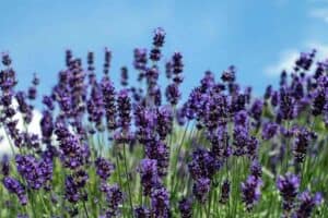 12 Wild Teas You Can Forage For Guide - Nature Roamer