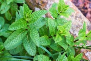 12 Wild Teas You Can Forage For Guide - Nature Roamer