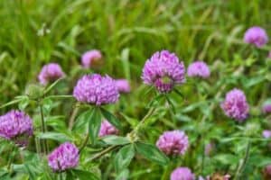12 Wild Teas You Can Forage For Guide - Nature Roamer