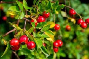 12 Wild Teas You Can Forage For Guide - Nature Roamer