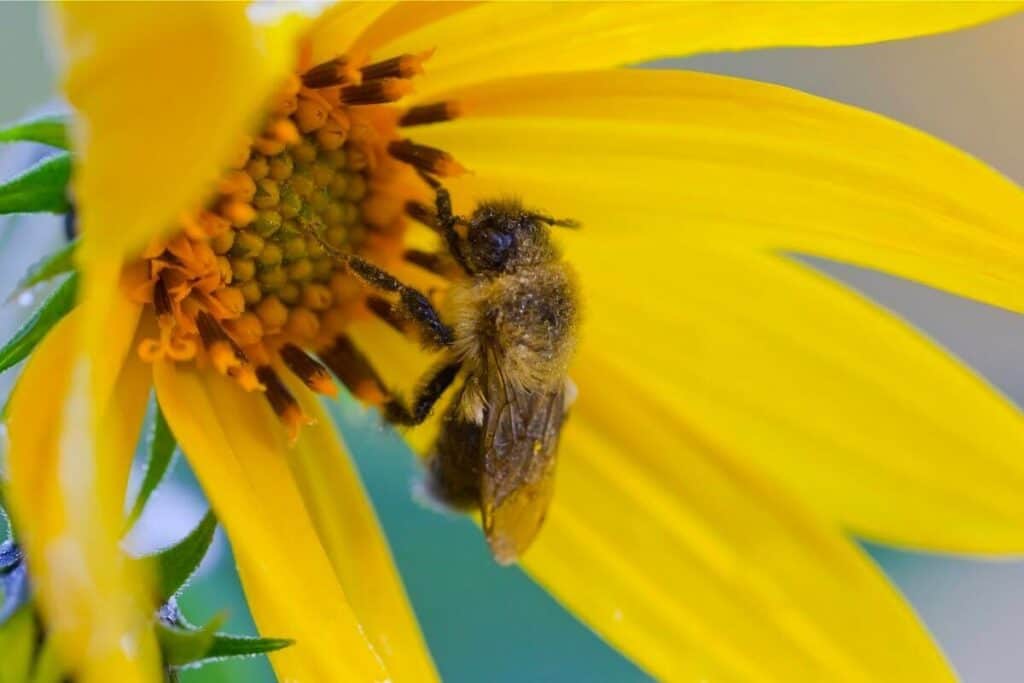 Insects You Should Be Attracting to Your Backyard - Nature Roamer