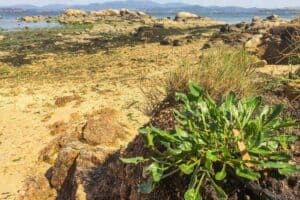 Coastal Foraging Guide (What is Edible + Tips & Advice) - Nature Roamer