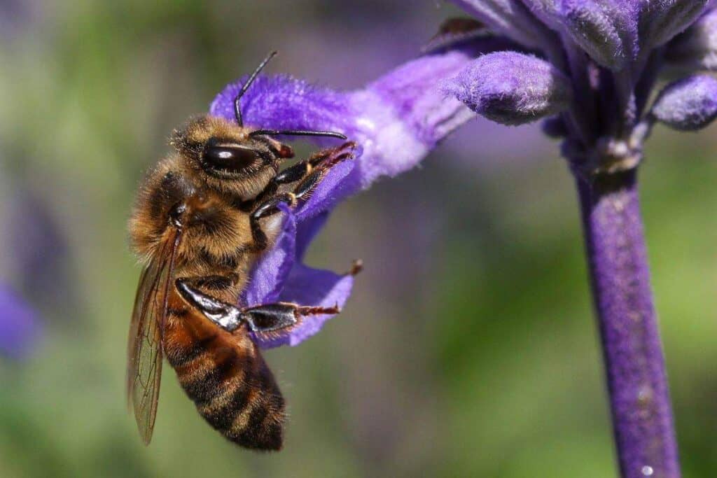 Pollinator Friendly Plants to Grow in Your Backyard - Nature Roamer