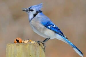 Common Backyard Birds in North America - Nature Roamer