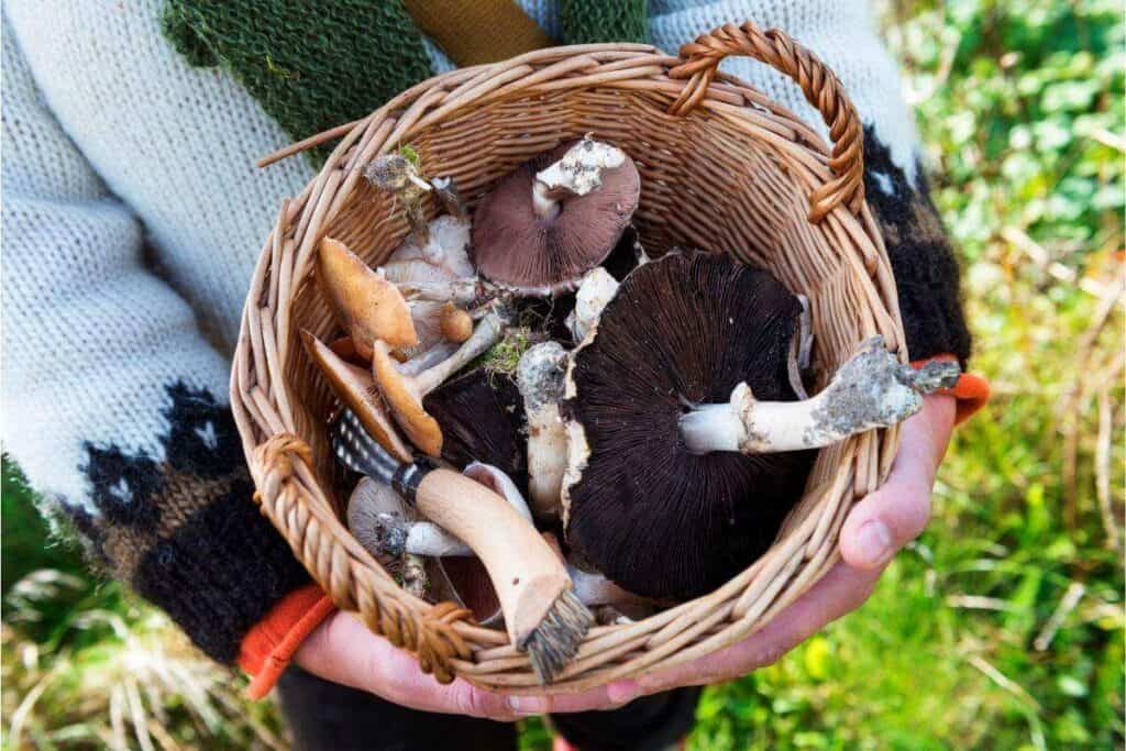 Beginner's Guide to Foraging - Nature Roamer
