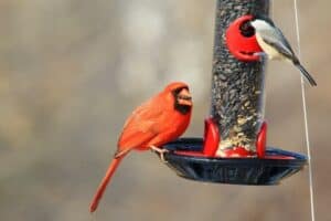 Common Backyard Birds in North America - Nature Roamer