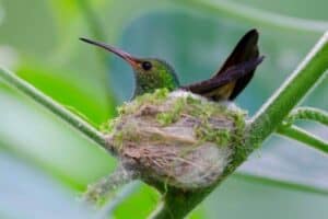 Bird Nests Guide (Types & Interesting Facts) - Nature Roamer
