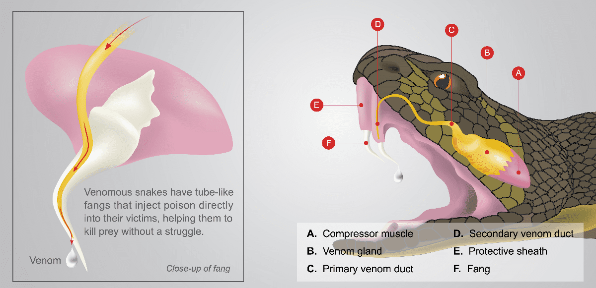 Venomous Snakes in North America Guide - Nature Roamer
