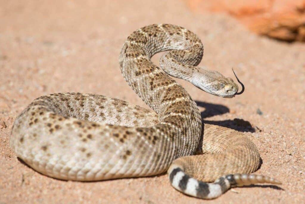 North American Water Snakes: A Comprehensive Guide - Nature Roamer