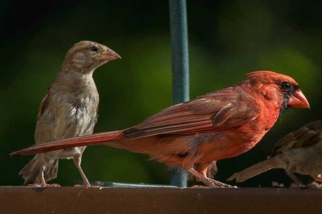 Common Hazards & Threats to Backyard Birds - Nature Roamer
