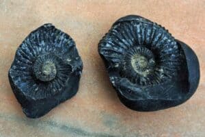 Marine Fossils Guide (Types + Tips & Advice) - Nature Roamer