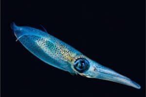 Bioluminescence – Animals that Glow in the Dark - Nature Roamer