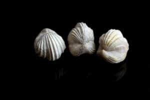 Marine Fossils Guide (Types + Tips & Advice) - Nature Roamer