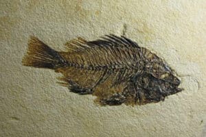 Marine Fossils Guide (Types + Tips & Advice) - Nature Roamer