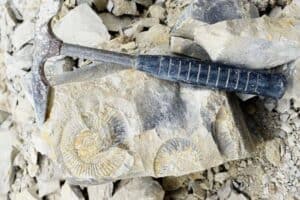 Marine Fossils Guide (Types + Tips & Advice) - Nature Roamer