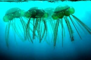 Marine Fossils Guide (Types + Tips & Advice) - Nature Roamer