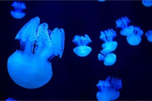 Jellyfish Identification Guide (Types & Fun Facts) - Nature Roamer