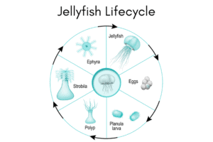Jellyfish Identification Guide (Types & Fun Facts) - Nature Roamer