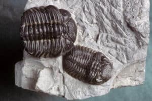 Marine Fossils Guide (Types + Tips & Advice) - Nature Roamer