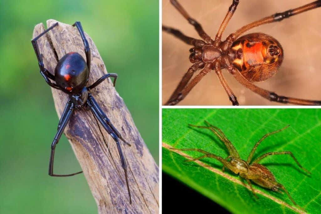 Venomous Spiders in North America - Nature Roamer