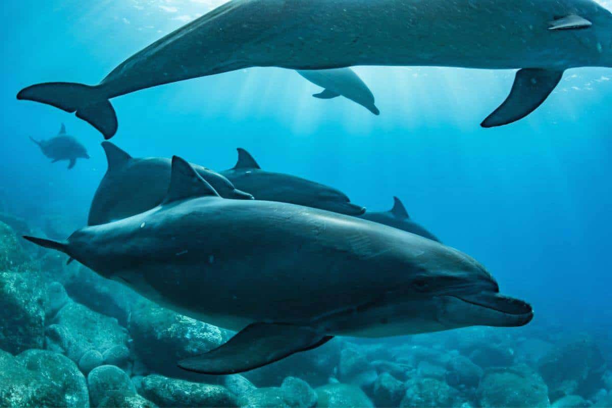 Animals That Use Echolocation Nature Roamer Animals That Use Echolocation Nature Roamer