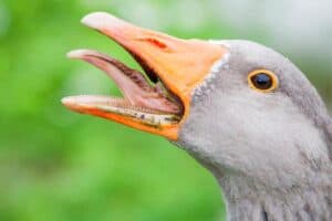 Bird Beaks (Anatomy, Types & Unique Ones) - Nature Roamer