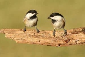 Birds That Mate for Life (Species & Interesting Facts) - Nature Roamer