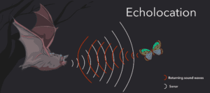 Animals that Use Echolocation - Nature Roamer