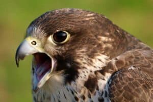 Birds Teeth: Fact or Fiction? - Nature Roamer