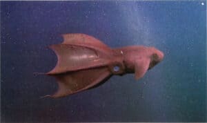 Squid's Hidden World: Adaptations, Reproduction & Species - Nature Roamer