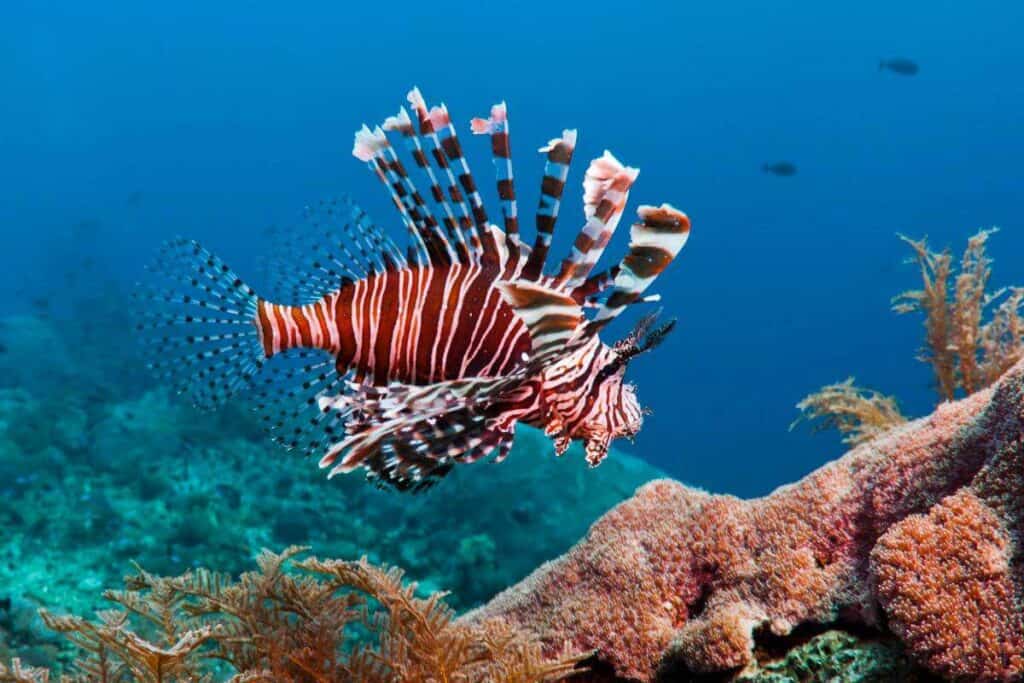 Deep-Sea Creatures & Their Unique Adaptations - Nature Roamer