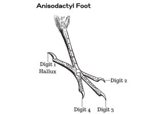 Birds Feet (Anatomy, Types & Fun Facts) - Nature Roamer