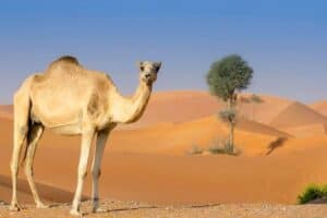 Desert-Dwelling Animal Adaptations - Nature Roamer