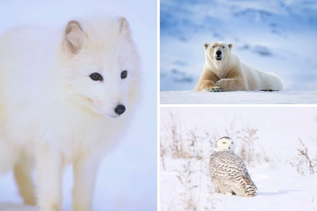 Arctic Animals & their Unique Adaptations - Nature Roamer