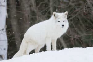 Arctic Animals & their Unique Adaptations - Nature Roamer