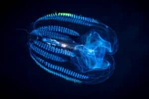 Deep-Sea Creatures & Their Unique Adaptations - Nature Roamer