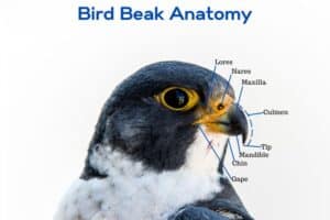 Bird Beaks (Anatomy, Types & Unique Ones) - Nature Roamer