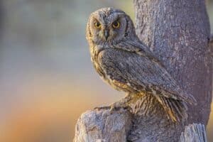 Bird Feathers (Structure, Types, Uses & Fun Facts) - Nature Roamer