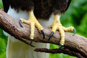 Birds Feet (Anatomy, Types & Fun Facts) - Nature Roamer