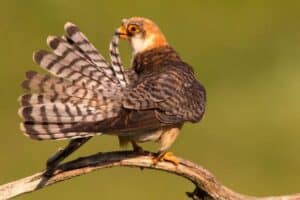 Bird Feathers (Structure, Types, Uses & Fun Facts) - Nature Roamer
