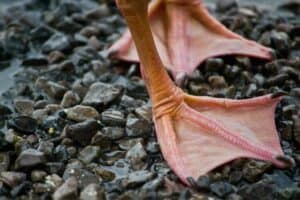 Birds Feet (Anatomy, Types & Fun Facts) - Nature Roamer