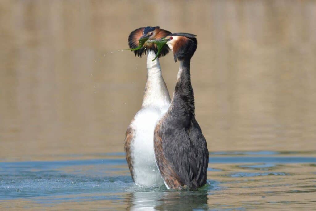 Birds with Elaborate Courtship & Mating Rituals - Nature Roamer