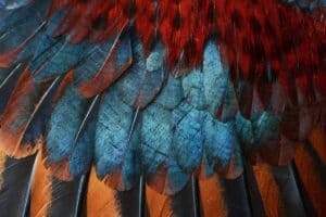 Bird Feathers (Structure, Types, Uses & Fun Facts) - Nature Roamer