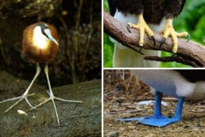 Birds Feet (Anatomy, Types & Fun Facts) - Nature Roamer