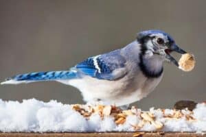 Birds Feet (Anatomy, Types & Fun Facts) - Nature Roamer