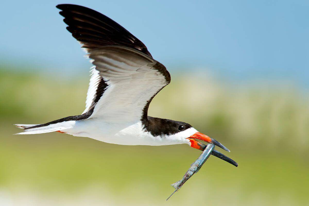 Bird Beaks (Anatomy, Types & Unique Ones) - Nature Roamer