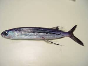 Flying Fish (How they Developed this Ability & Species) - Nature Roamer