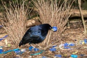 Birds with Elaborate Courtship & Mating Rituals - Nature Roamer